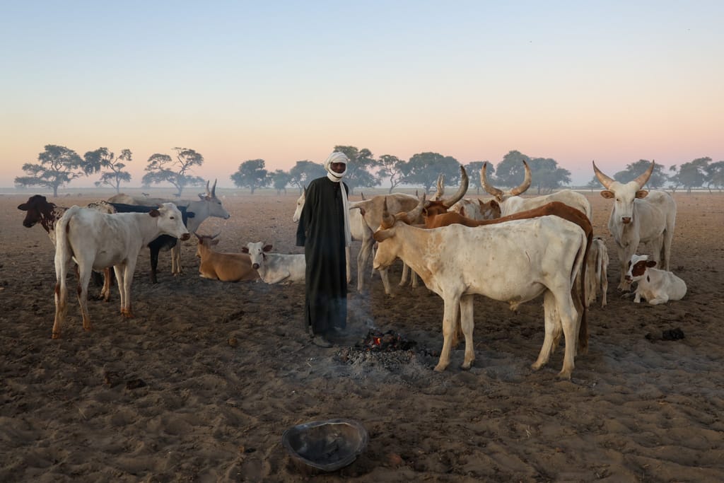 Gerewol Festival, tribes of Lake Chad and Ennedi desert trip