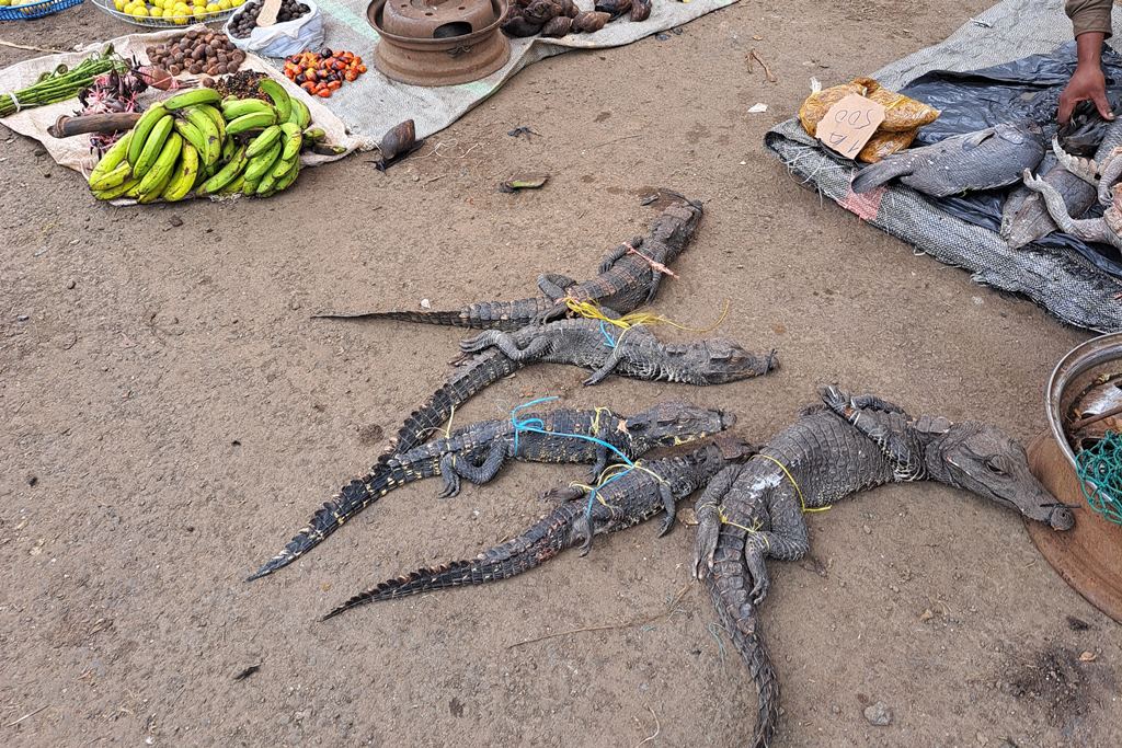 Trip to Equatorial Guinea, reserved matter - Kumakonda