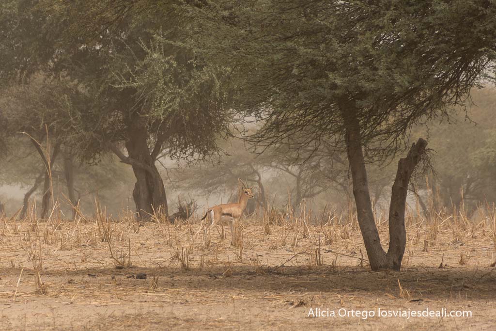 Lake Chad, a stunning natural and cultural ecosystem - Kumakonda