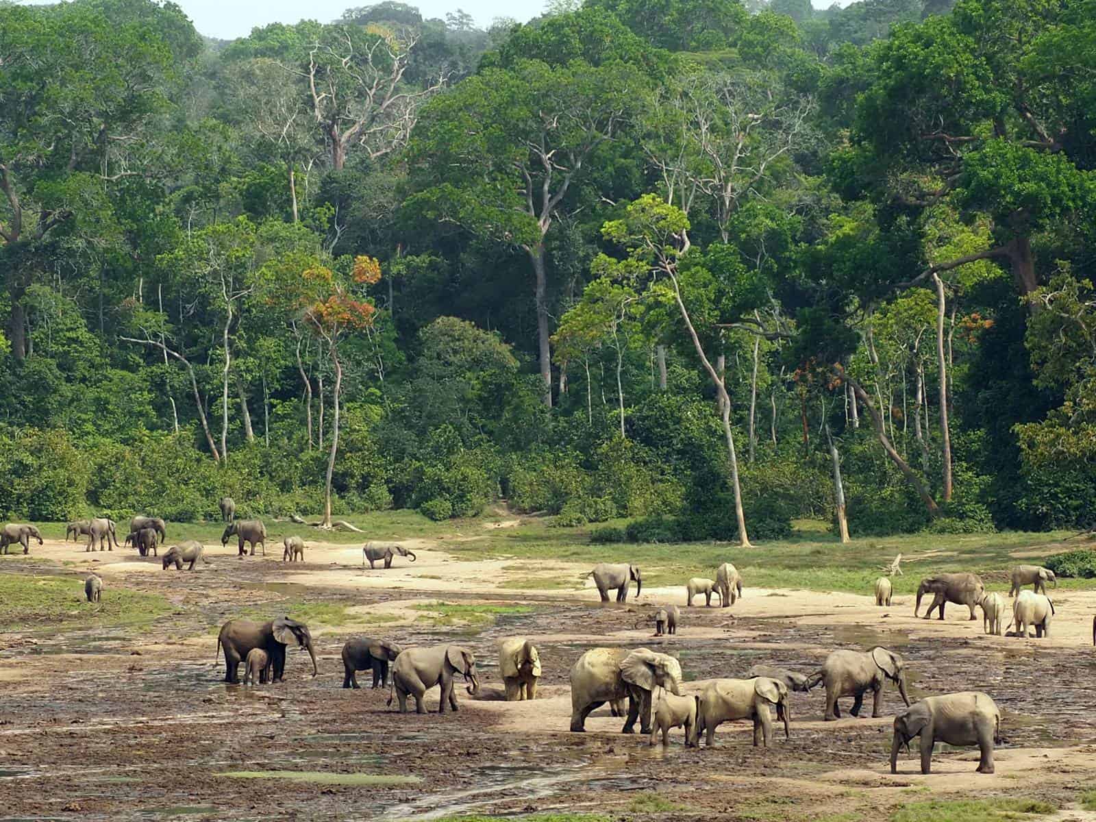 Dzanga Sangha, probably the best forest reserve in Africa