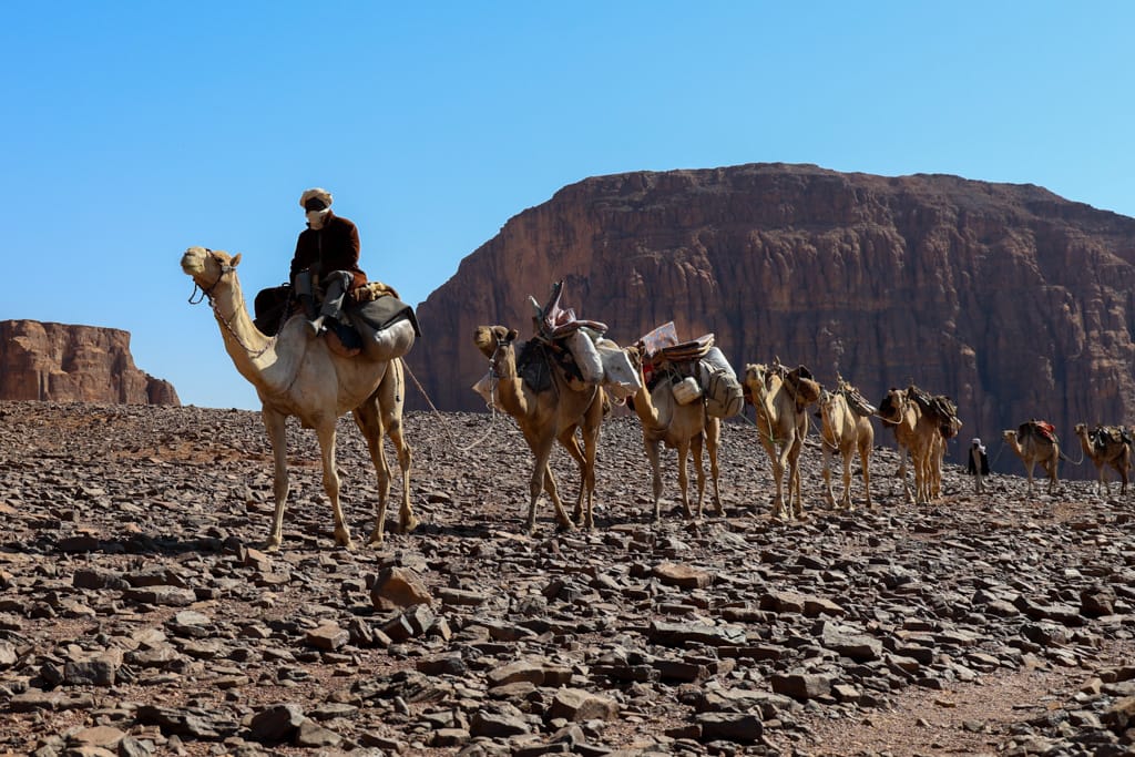 🐪 Salt caravans in the Sahara, resistance or death