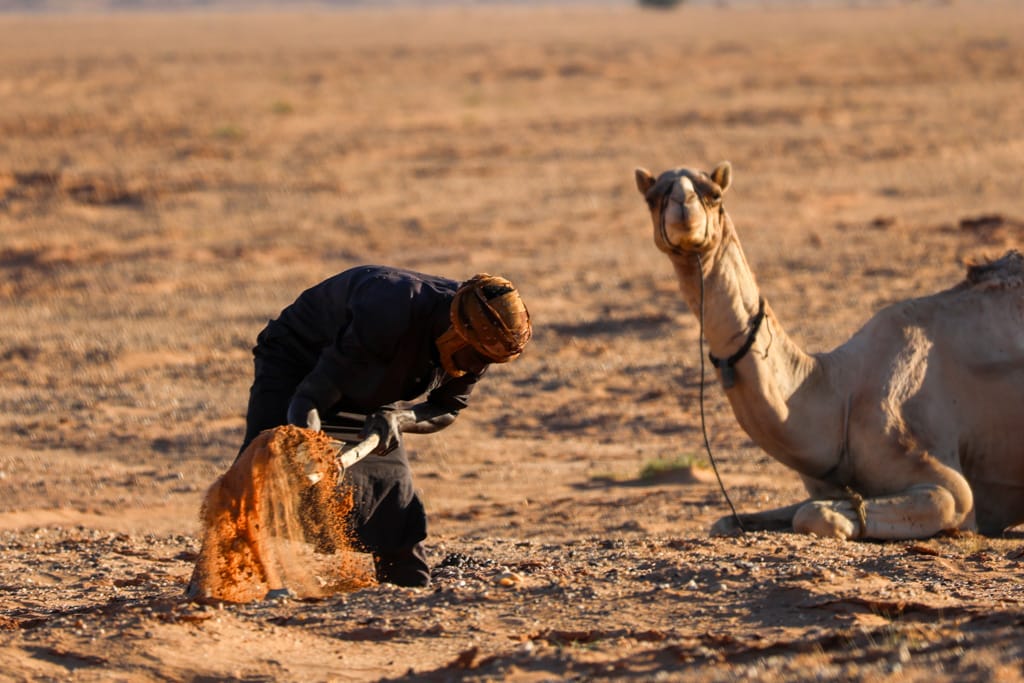 🐪 Salt caravans in the Sahara, resistance or death