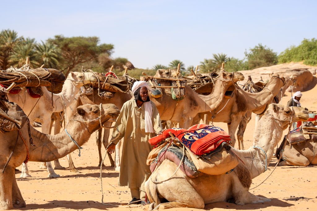 🐪 Salt caravans in the Sahara, resistance or death