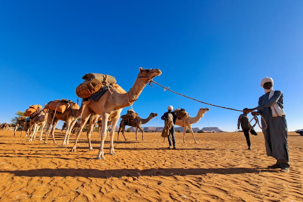 🐪 Salt caravans in the Sahara, resistance or death