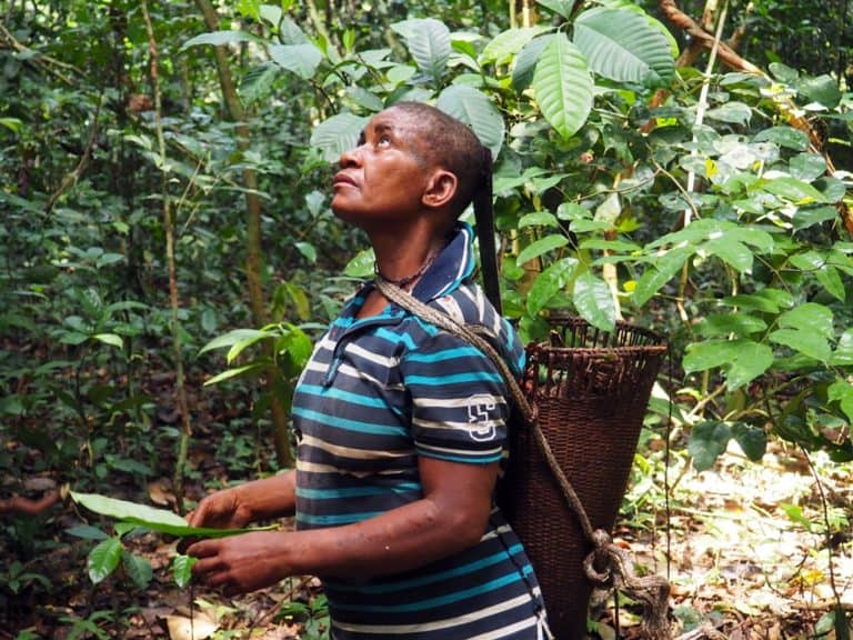 Baaka Pygmies, forest inhabitants of Central Africa - 4/4