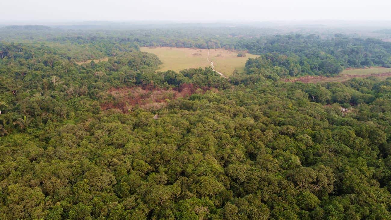 Malebo, encountering bonobos in Congo - Kumakonda